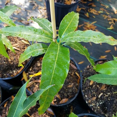 "Venus" Mango Tree 3 Gallon Professionally Grafted | eBay