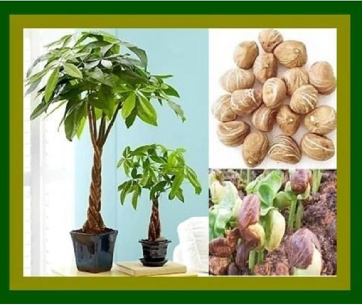 Money Tree Plant Seeds