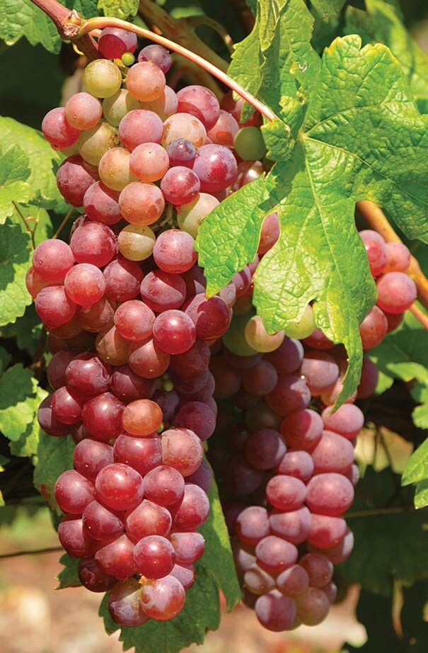 1 - SUFFOLK RED LIVE SEEDLESS GRAPE VINE PLANT - 1-2 yr Old " Shipping ...