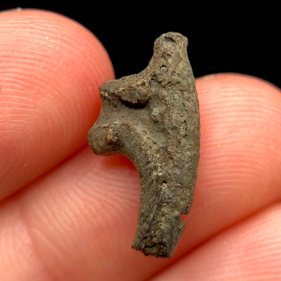 Rare Florida Raptor Claw Core Fossil Avian Bird Talon Fossilized Eagle ...