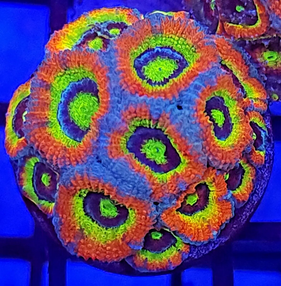 Holy Grail Micromussa * Acan * Live Coral Frag * AJs Aquariums | eBay