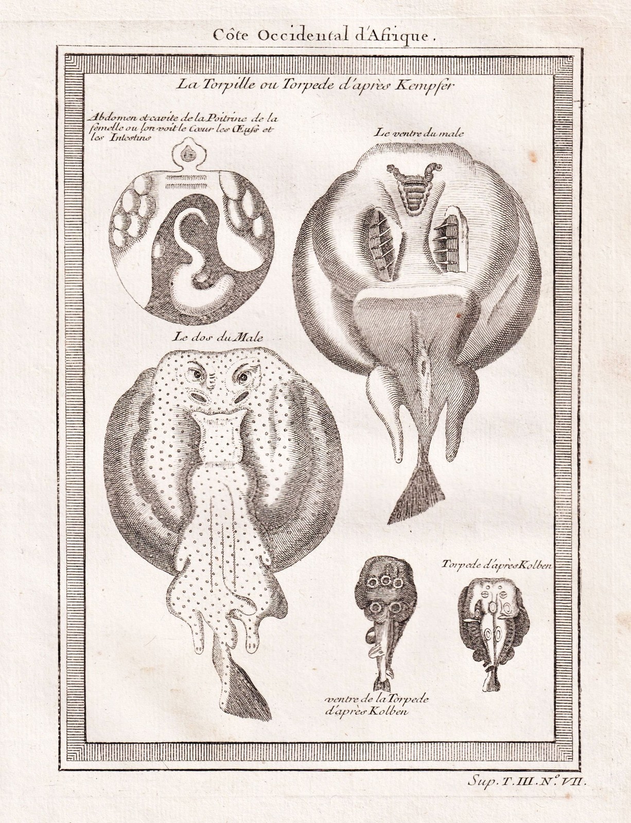 Electric Ray Torpedo Fish Africa Engraving 1750 | eBay