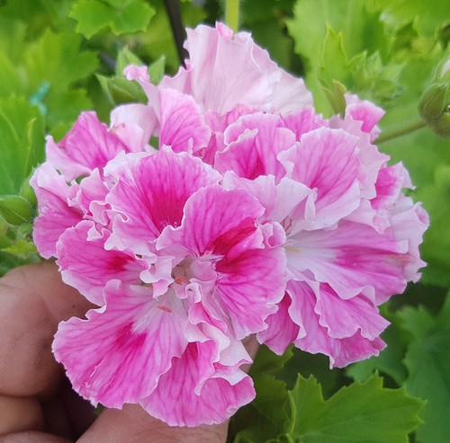 Moolap Princess Regal Pelargonium x 1 Plant ...