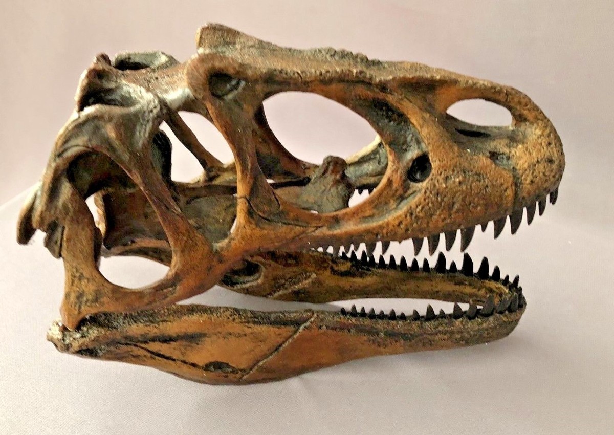 Allosaurus Skull Labeled
