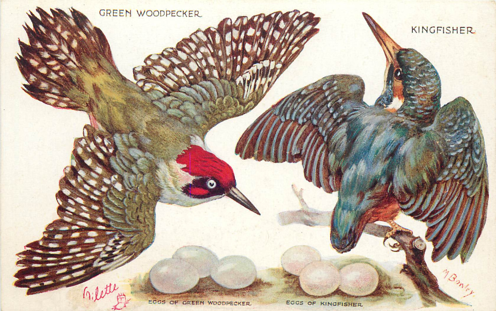 Tuck Postcard Birds on the Wing Series 1 Green Woodpecker Kingfisher ...
