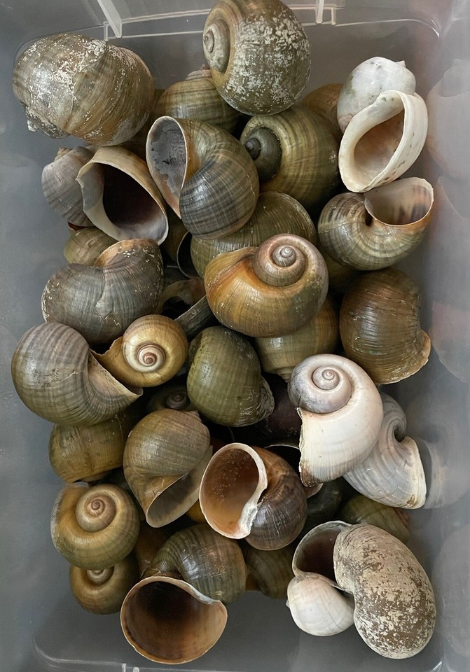 12 XL - Large Natural Clean Apple Snail Shells w/ 2”+ opening for decor ...