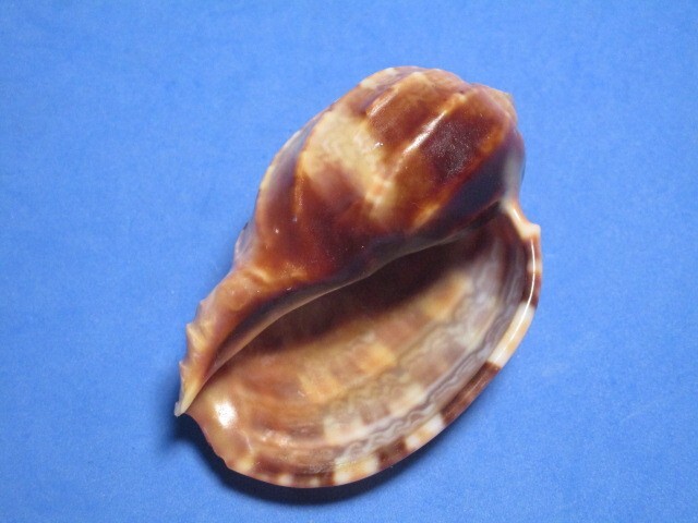 Harpa conoidalis (Lamarck,1822) "INDONESIA VARIANT" (67.5mm) | eBay