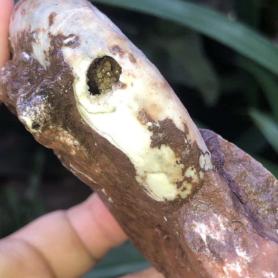 265GR EXTREME BIG WHOLE ROUGH PERMIAN THIN AMMONITE SOLID FOSSIL ...