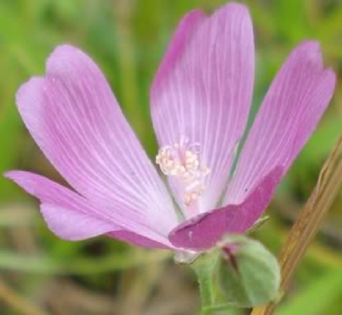 50 PINK CHECKERMALLOW Sidalcea Hendersonii Henderson's Checkerbloom ...