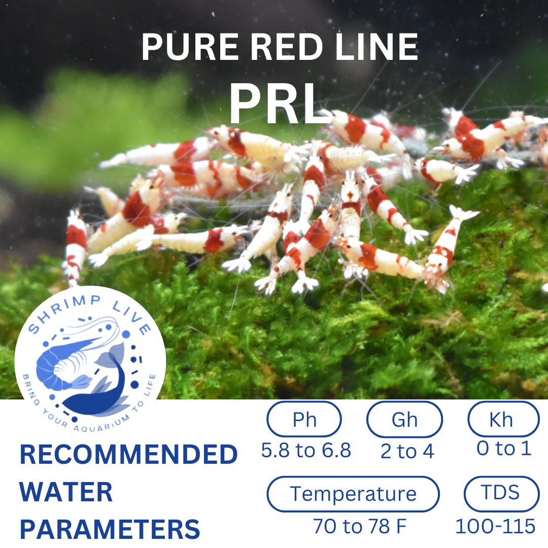 ShrimpLive 10 +1 PURE RED LINE PRL Caridina Freshwater Shrimps Live ...