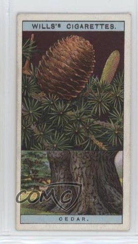 1924 Wills Flowering Trees & Shrubs Tobacco Cedar of Lebanon #14 12hh ...