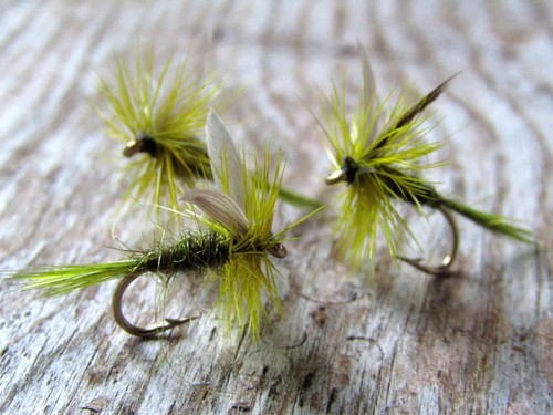 IFS Olive Dry Fly Irish Lough flies 3 x 12 | eBay UK