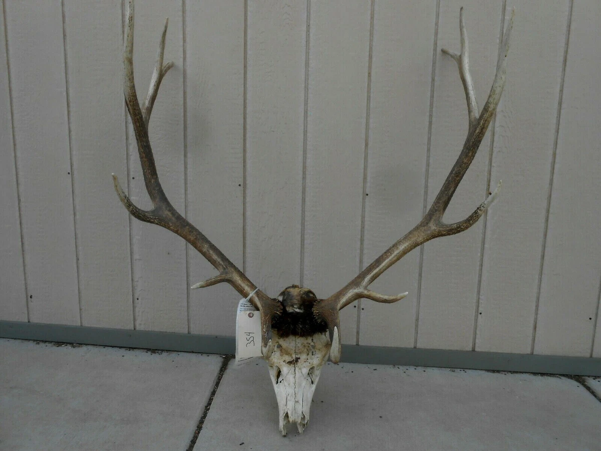 Elk Skull With Antlers