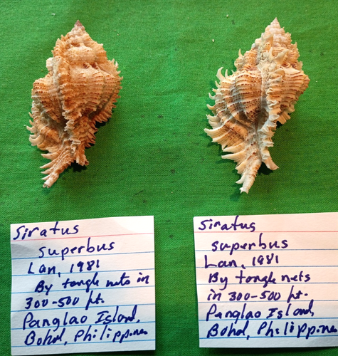 Siratus superbus (2 lots) #K1230 Philippines 63/66mm | eBay