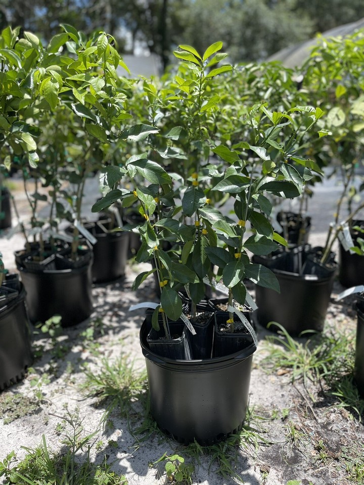 HARVEY LEMON TREE (GRAFTED) 3 Feet Tall. | eBay