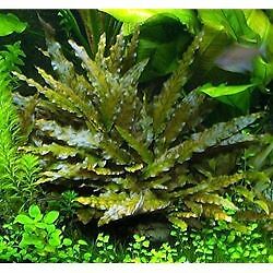 5 Pack Cryptocoryne Wendtii Red Crypt Wendtii Red Easy Live Aquarium ...