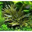 5 Pack Cryptocoryne Wendtii Red Crypt Wendtii Red Easy Live Aquarium ...