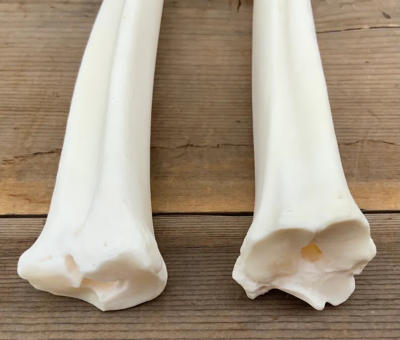 2 Deer Leg Cannon Bones Metacarpal Metatarsal | eBay