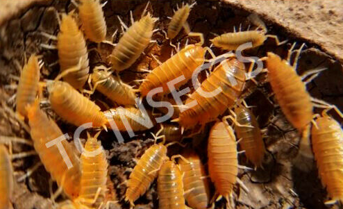 ⭐ 10+ | 20+ | 30+ Powder Orange Isopods & 8oz Springtail Tropical ...