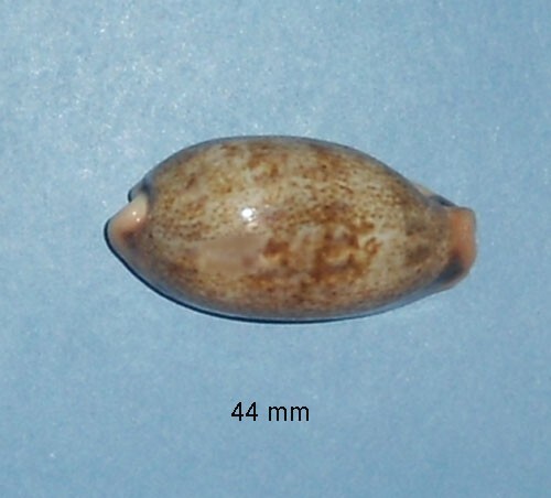 Cypraea Caurica Quinquefasciata Somalia 44 mm | eBay