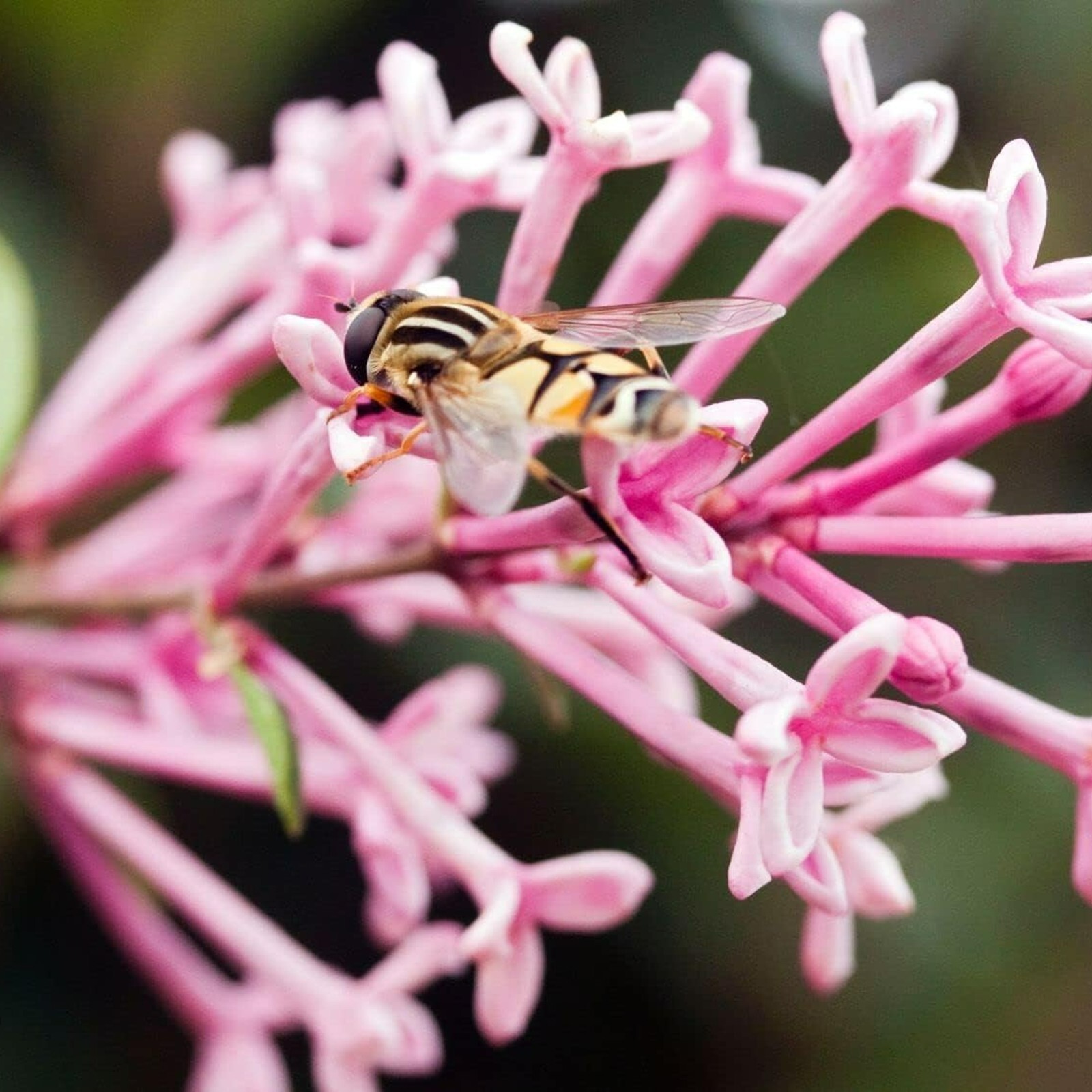 Syringa Flowerfesta Pink in 9cm Pot - Dwarf Korean Scented Lilac Bush ...