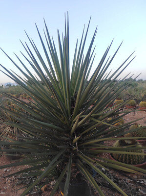 rare,grand yucca treculaena -20°C | eBay