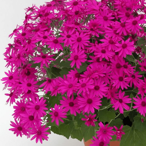 Senetti Magenta | Evergreen Perennial Purple Outdoor Garden Plant in 2L ...