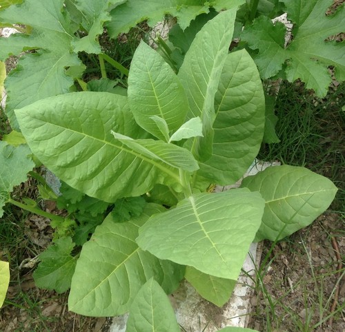 Perique tobacco seeds (1000+ seeds) | eBay