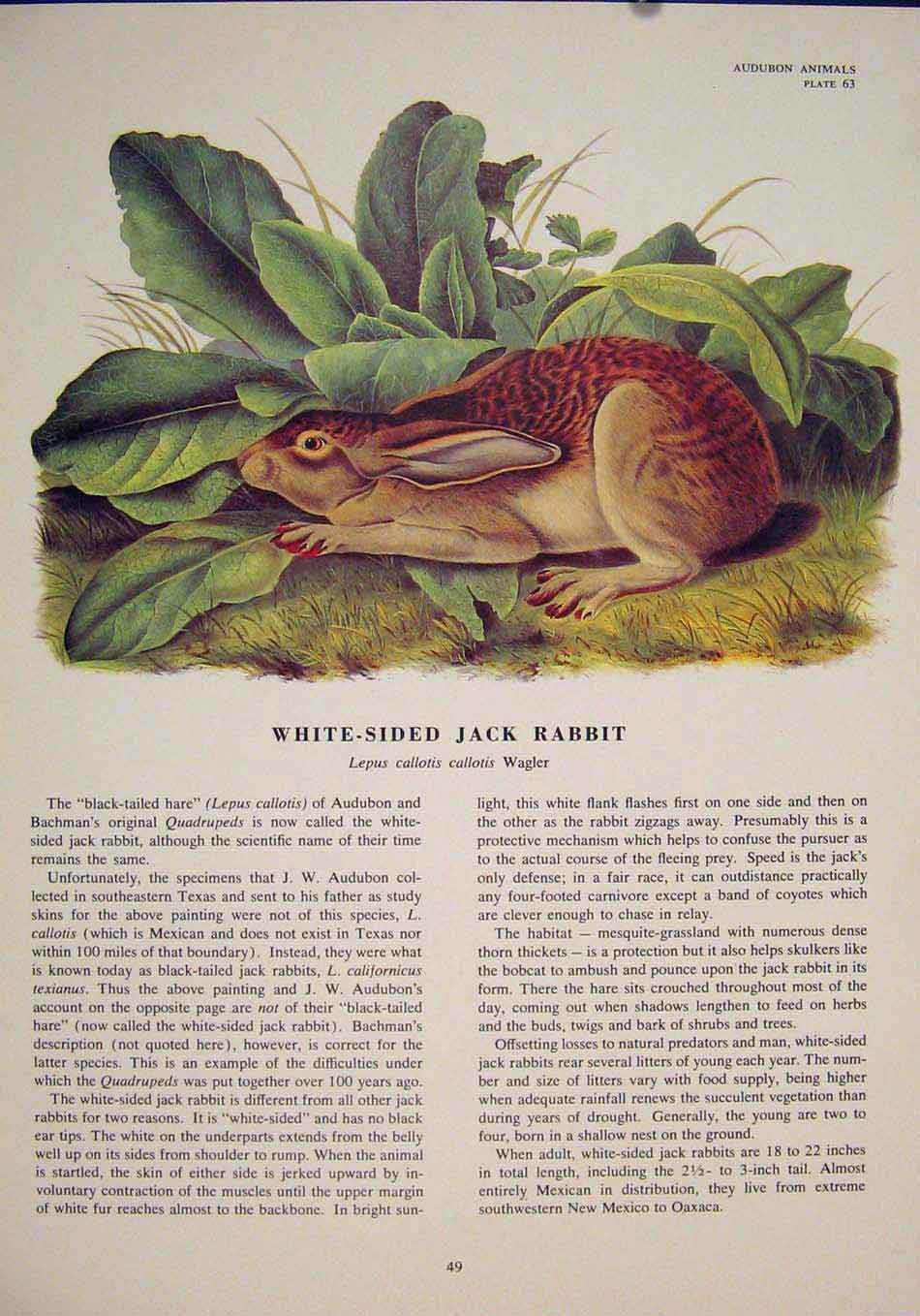 Original Old Antique Print White Sided Jack Rabbit Rabbits Color Art | eBay