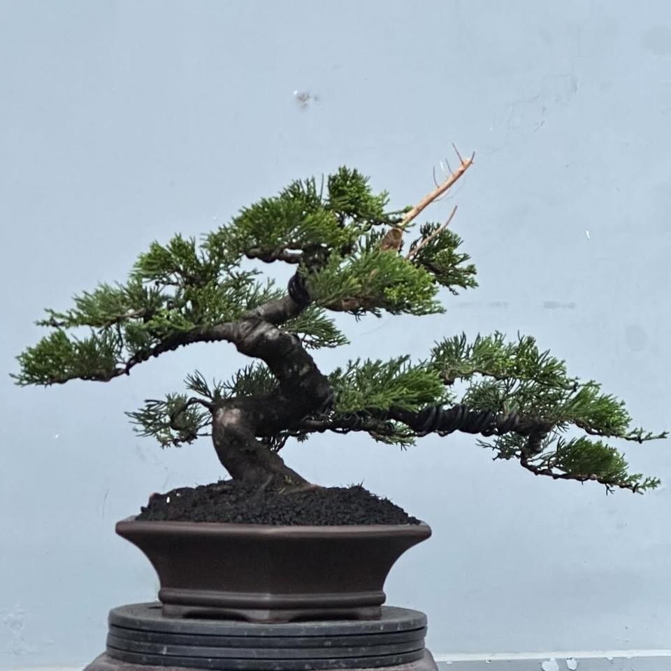 Bonsai tree || Juniperus Chinensis || Beautiful Bonsai || Bonsai life ...