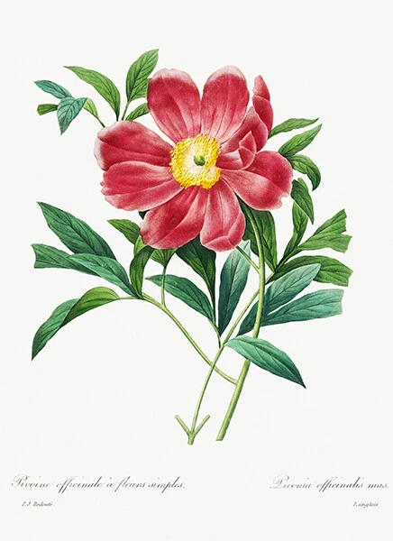 Botanical Illustration Peony