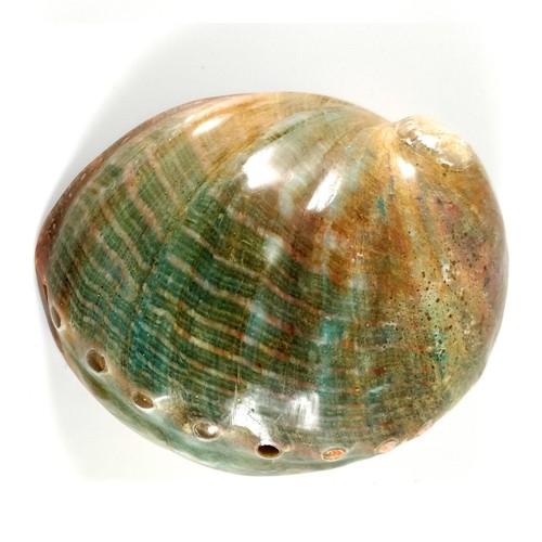Abalone Natural Polished Oval Large 7-9cm (Haliotis Ovina) | eBay UK