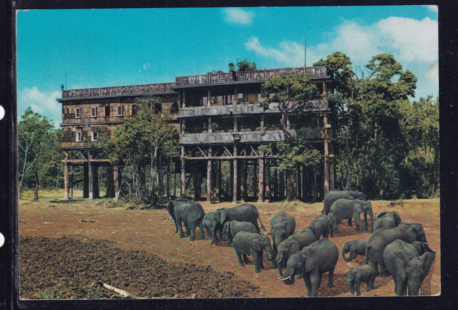 Cartolina Kenya Nyeri Elephants at Treetops XA201 | eBay