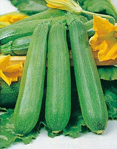 Seeds Zucchini Green Machine - Heirloom Vegetable - GMO Free ...
