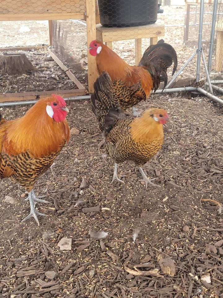 6+ Golden Deathlayer Chicken Hatching Eggs - RARE - PUREBRED | eBay