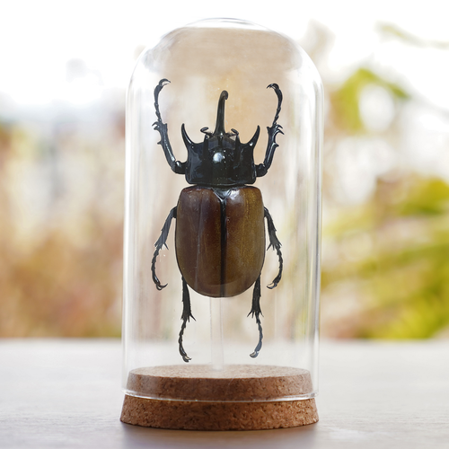 Real Beetle Glass Dome Gothic Decor Dried Taxidermy Insect Bugs ...