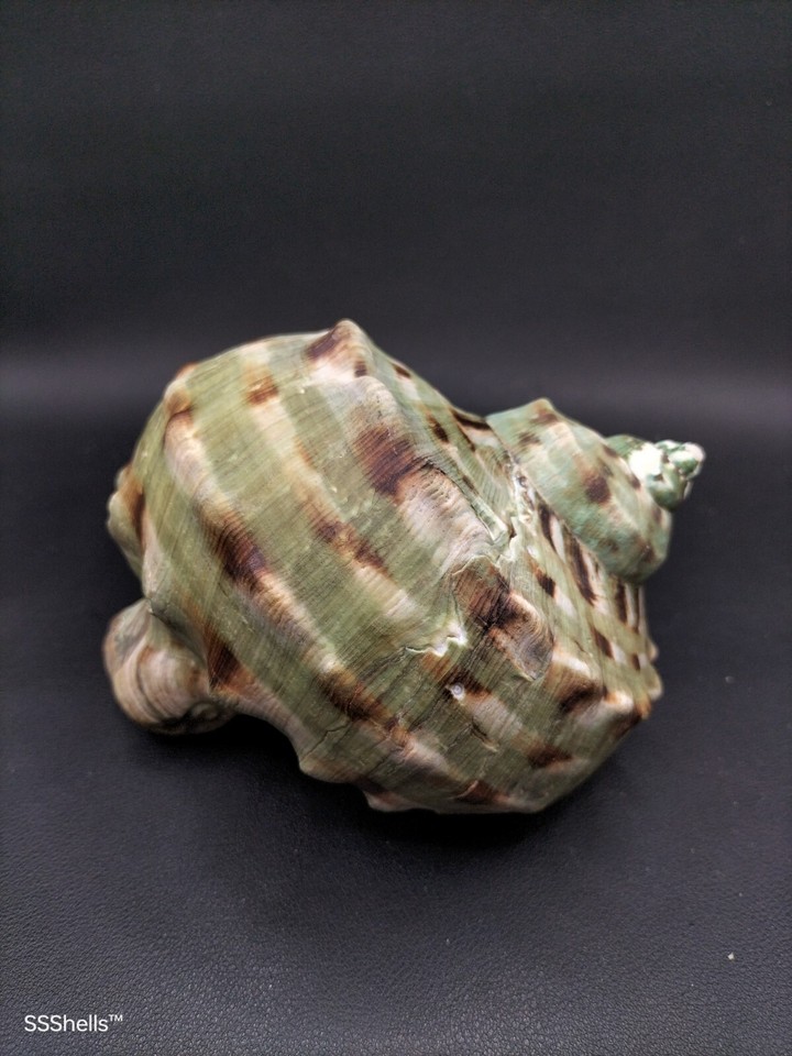 Giant 5.7" natural turbo marmoratus sea shell. Operculum Collectors ...