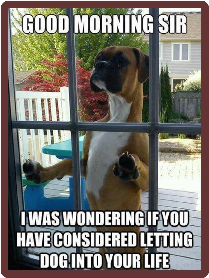 Good Morning Dog Pics