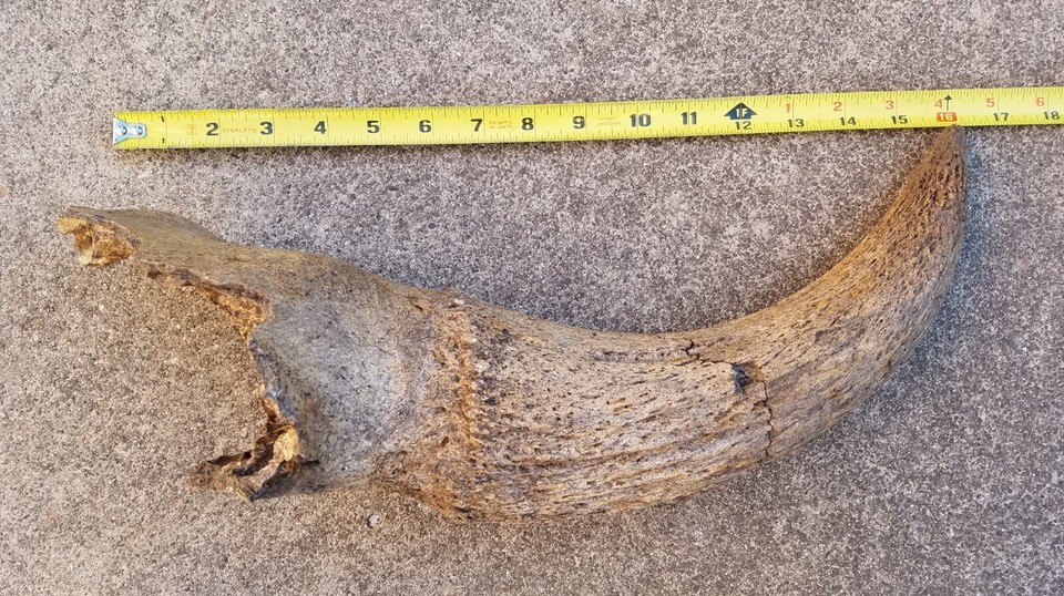 Large fossil Bison horn core from Nebraska, possibly from Bison ...