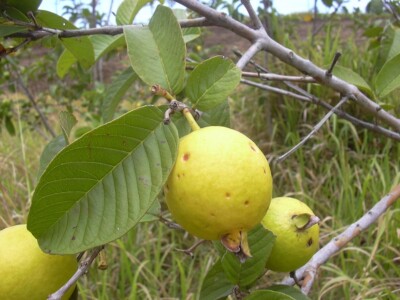 Queen Guava, Large-White-Seedless Guava, Psidium Guajava - 10 Seeds ...