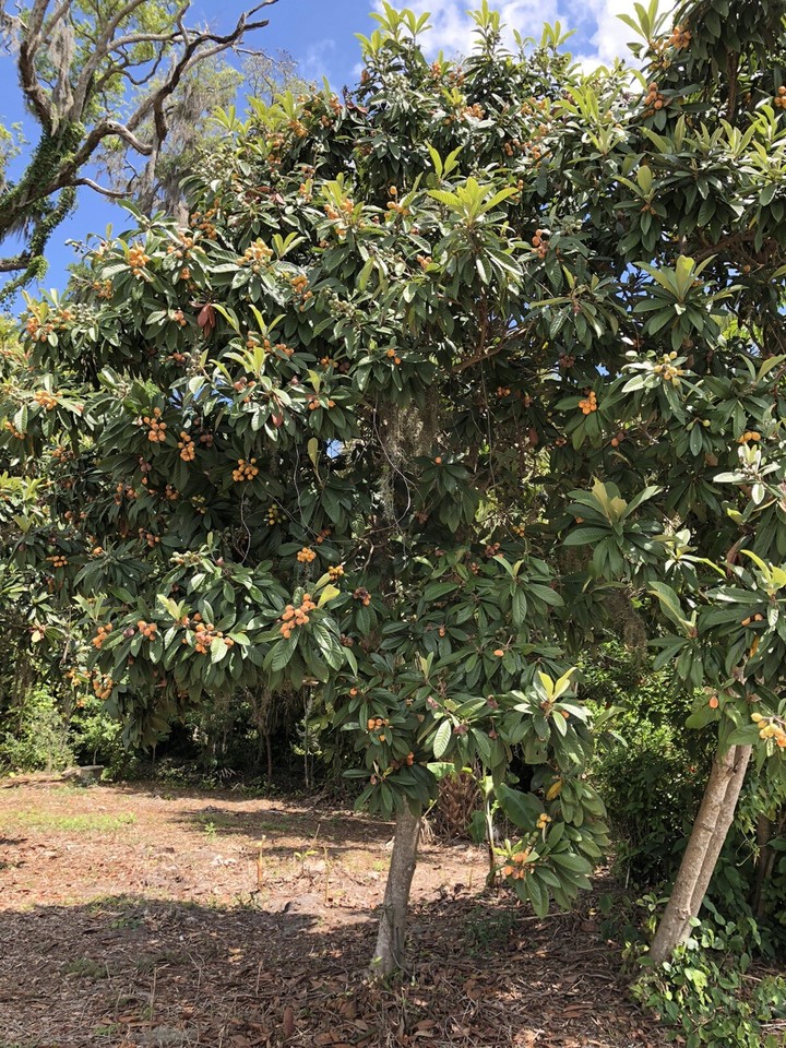 25 Loquat Seeds Japanese Chinese Plum Eriobotrya Japonica Organic Fresh ...