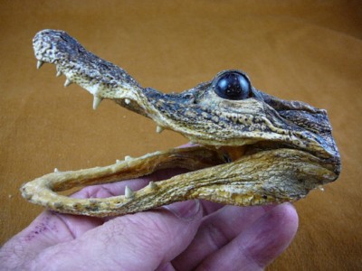 G-Def-309) 4-1/8" Deformed Gator ALLIGATOR HEAD jaw teeth TAXIDERMY ...