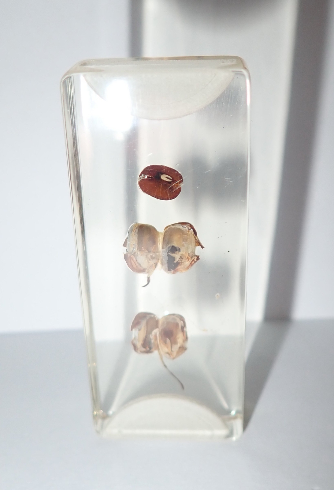 Green Bean Specimen in Clear Microscope Lucite Slide Teaching Kit MS3 ...