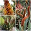 ALOE CASTANEA - Rare Cats Tail Aloe Vera -10 x Herbal Succulent Plant ...