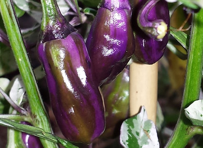 Very Hot Purple Tiger Chilli - A Stunning Chilli with Beautiful Spicy ...