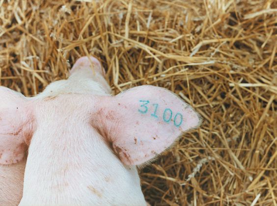 Ketchum Animal Tattoo Ink Paste - Green/140gm | eBay