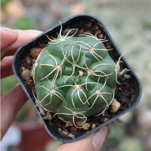 Unique Neptune Cactus - Rare Prickly Gift, Stunning Succulent Home ...