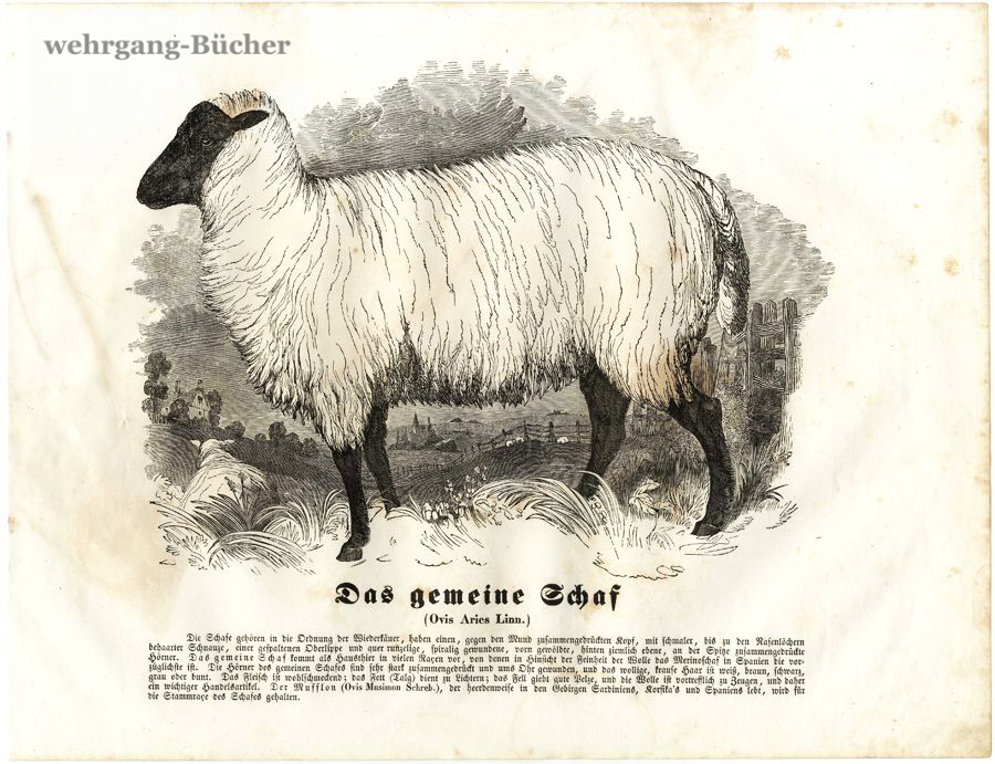 The Common Sheep, 1841 Original Antique Wood Engraving. | eBay
