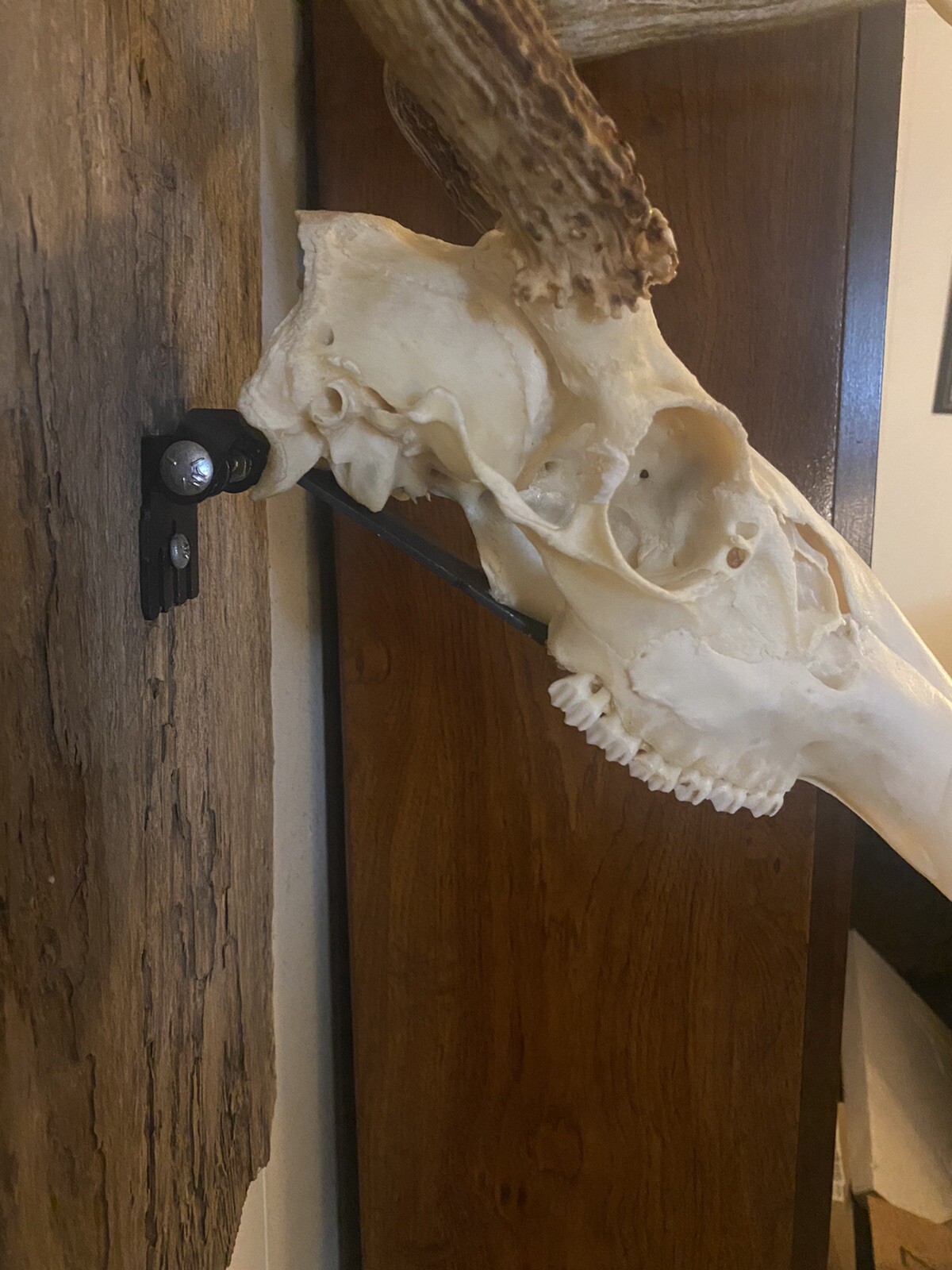 Skull mount/ European Skull Mount Wall Or Wood Bracket *FREE SHIPPING ...