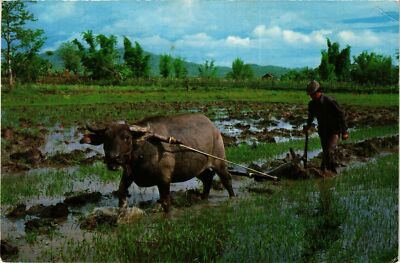 CPM AK THAILAND A farmer and buffalo are ploughing the soil for rice ...